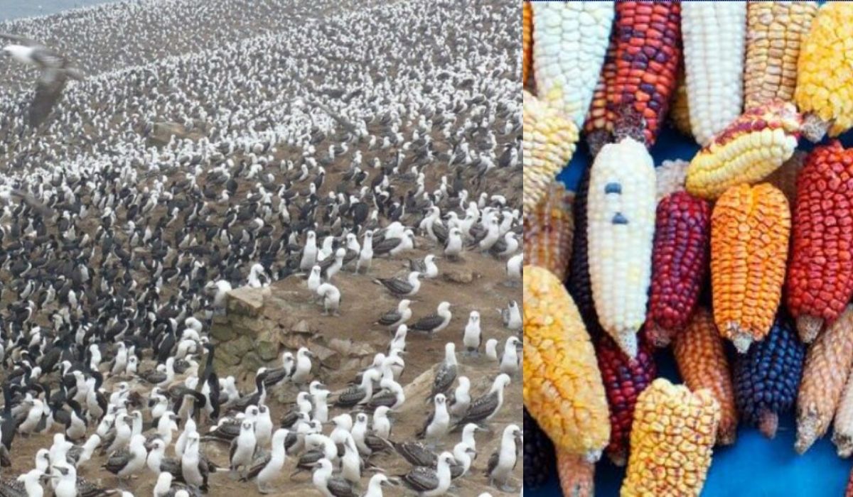 Hallazgo clave de superfertilizante guano en el desierto de Chile