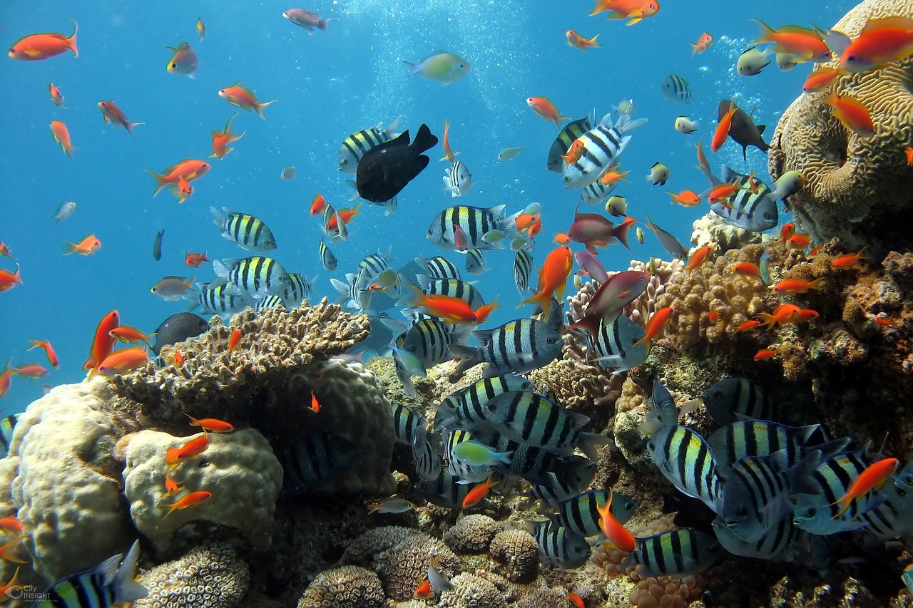 El arrecife de coral representa un valioso centro de vida marítima ...